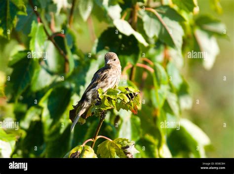 Sparrow In Tree Stock Photo Alamy