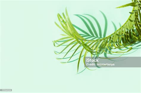 창조적 인 꽃 패턴 플랫 컬러 배경에 야자수 잎의 추상적 인 배경 그림자를 누워색상 네오 민트 0명에 대한 스톡 사진 및 기타 이미지 Istock