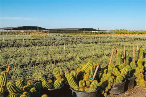 Will Call Cox Cactus Farm Phoenix Arizona