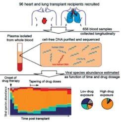 High Throughput Deep Sequencing Of Viral Genomes In Transplant Download Scientific Diagram