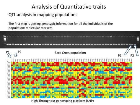 Ppt Qtl Mapping Powerpoint Presentation Free Download Id1917240