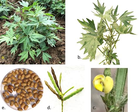 Moth Bean Plant Images At Dorla Walker Blog