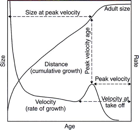 Frontiers Evolutionary Strategies For Body Size
