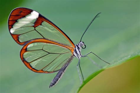 The Glasswing Butterfly Natures Invisible Beauty