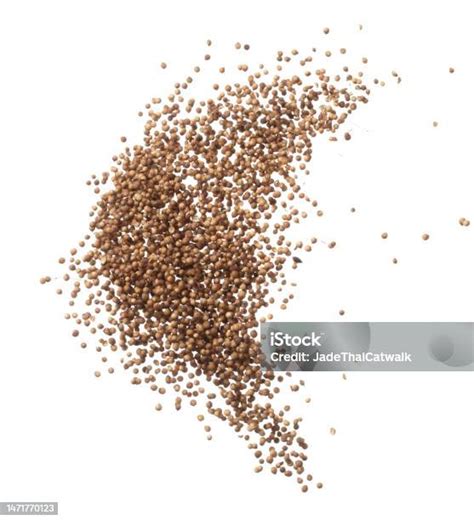 고수풀 씨앗 파리 폭발 갈색 고수풀 씨앗 플로트 폭발 추상 구름 파리 말린 고수풀 씨앗이 공기 중에 튀어 나옵니다 흰색 배경