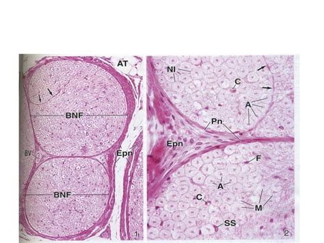 Microscopic Anatomy Of Nervous System Ppt Microscopic Anatomy Of Nervous System Ppt