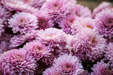 국화 꽃들 정원 Pixabay의 무료 사진 Pixabay