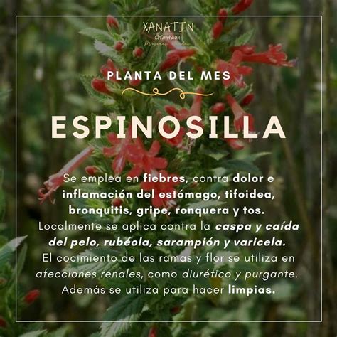 Que Propiedades Tiene La Espinosilla