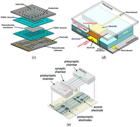 Recent Progress In Pdms Based Microfluidics Toward Integrated Organ On A Chip Biosensors And