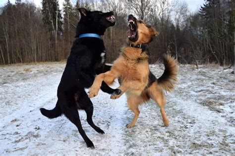 Achieve Off-Leash Obedience & Eliminate Bad Behaviors | Innovative K9 Academy