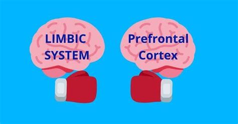 prefrontal cortex limbic system by bhakti joshi sep 2024 medium
