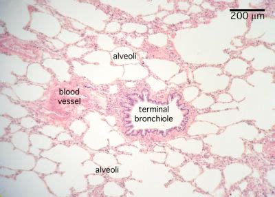 Normal Lung Tissue Slide Labeled Ojvz