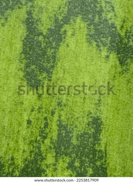 Moss Patch Over 127 Royalty Free Licensable Stock Illustrations