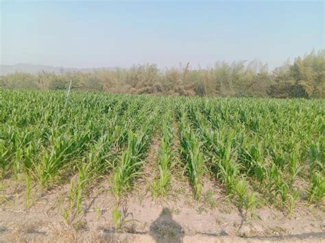 စုကလိမြို့ ပလယ်ဒိုကျေးရွာရှိ သီးထပ်အစေ့ထုတ်ပြောင်းများ အောင်မြင်ဖြစ်ထွန