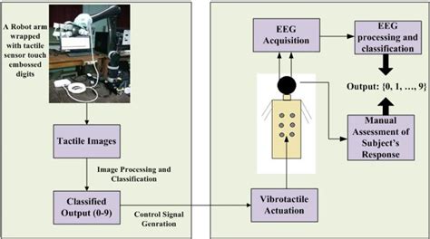 Figure 1 From Interfacing Robotic Tactile Sensation With Human Vibrotactile Perception For Digit