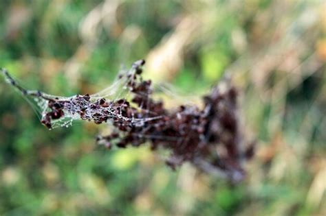 Page 11 Tar Bugs Tree Sap Images Free Download On Freepik