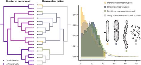 Maximum Parsimony Character State Reconstruction Of Micro And