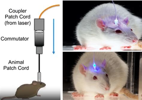 Neuro Science Sharetechnote
