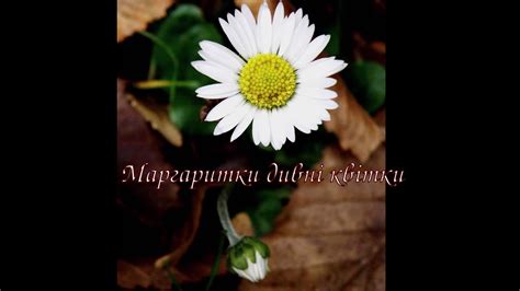 МАРГАРИТКИ ДИВНІ КВІТКИ фотовірш для дітей Youtube