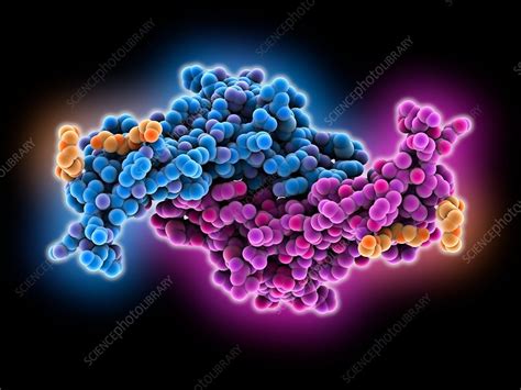 Human Growth Differentiation Factor Stock Image C0356293 Science Photo Library