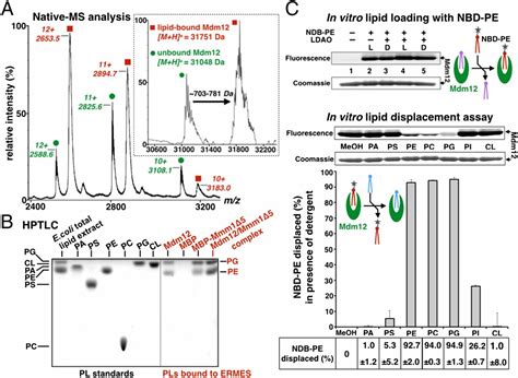 Conserved Smp Domains Of The Ermes Complex Bind Phospholipids And