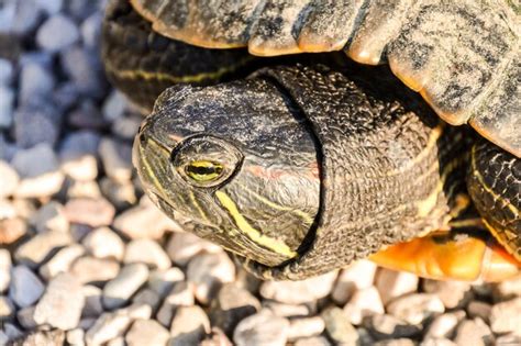 Premium Photo Trachemys Scripta Elegans Tortoise