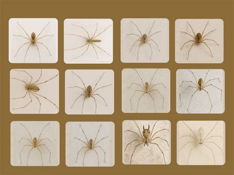 Wolf Spiders Size Habitat Bite Stages And Pictures