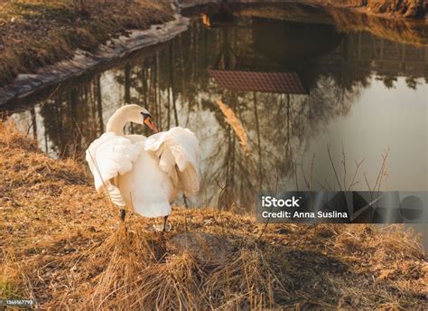 우아한 흰색 백조는 파운드 호수 물 근처에 날개를 펼 트 옐로우 브라운 오렌지 일몰 가을 색상의 아름다운 사진 장면 가을에 대한 스톡 사진 및 기타 이미지 Istock