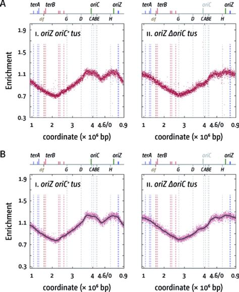Replication Profiles Of E Coli Tus Cells With Two Origins Or One