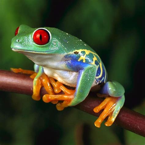 Red Eyed Tree Frog Pinterest