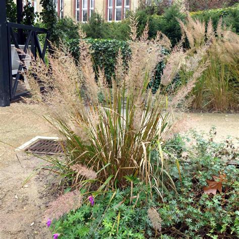 Calamagrostis Brachytricha
