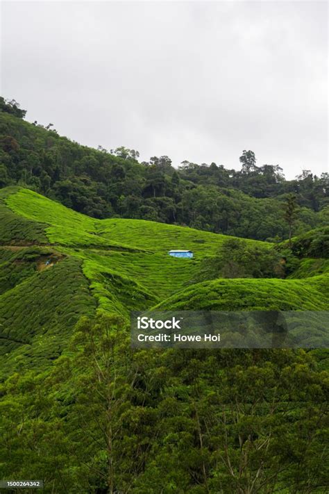 말레이시아 카메론 고원의 차 농장 풍경 녹차 정원 산맥 생태 차 정원 아삼 차 정원 수확 전에 차 차 농장 테라스와 질감 0명에 대한 스톡 사진 및 기타 이미지 Istock