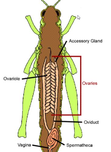 Grasshopper Physiology Flashcards Quizlet