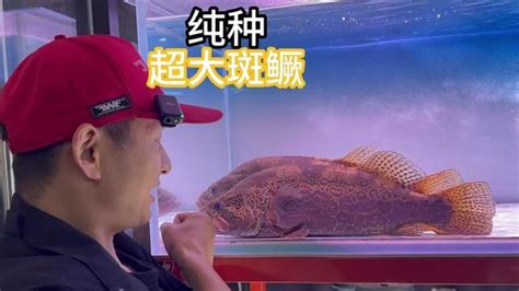 来自江西钓友的两条超大纯种斑鳜，顺利入缸！高清1080p在线观看平台腾讯视频
