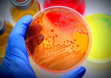 Microbiology Testing Laboratory Service At Rs 300sample In Coimbatore