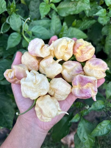 Snow White Moruga Pepper Seeds Etsy