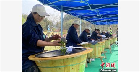 杭州市第五届龙井茶手工炒制技能大赛举行 腾讯新闻