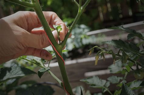 Should You Prune Out Tomato Suckers