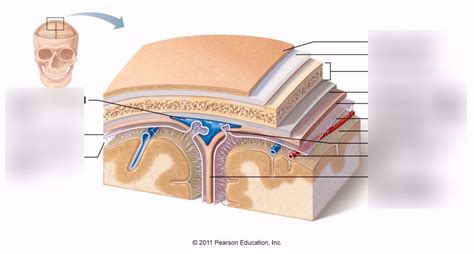Brain Layers Diagram Quizlet