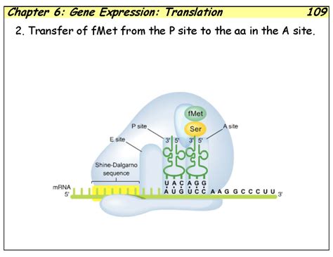 Mutation Repair And Transposable Elements Chapter 7 Notes Studocu