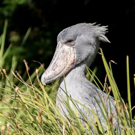 Shoebill Facts Diet Habitat And Pictures On Animaliabio
