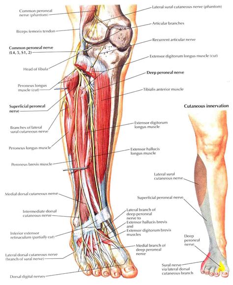 Superficial Peroneal Nerve Superficial Fibular Peroneal Nerve