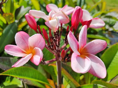 Frangipani Range Exotic Flora Nursery Pty Ltd