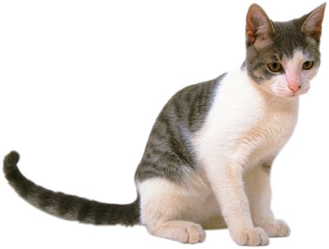 Chat Assis
