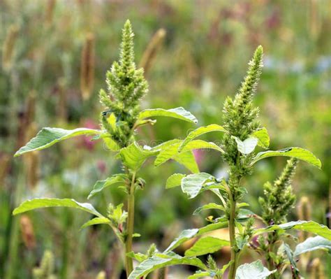 In Nature As A Weed Grows Common Amaranthus Stock Image Image Of Edible Botanical 355783167