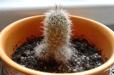 Dirty Cacti That Prove Sex Isnt Dead Metro News Dirty Cacti That Prove Sex Isnt Dead Metro News