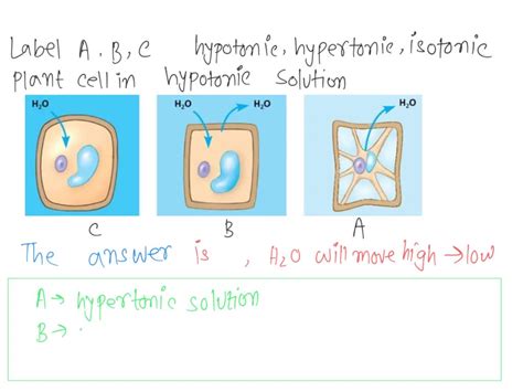 Hypertonic Solution In A Beaker
