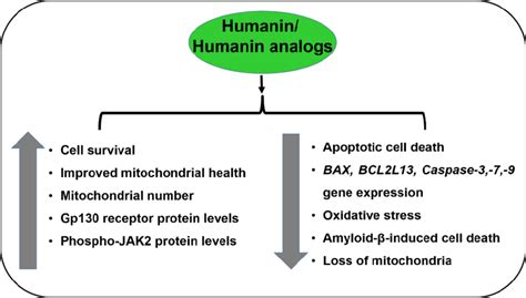 Effects Of Humaninhumanin Analogs In Rpe Amd Download Scientific