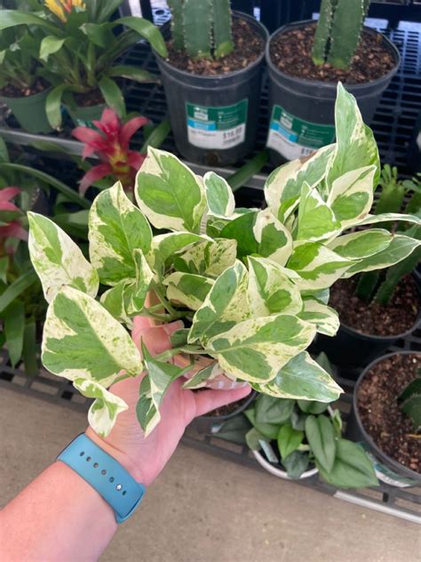 Pearls And Jade Pothos Artofit
