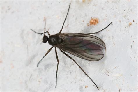 Sciarid Fly Bugguide Net